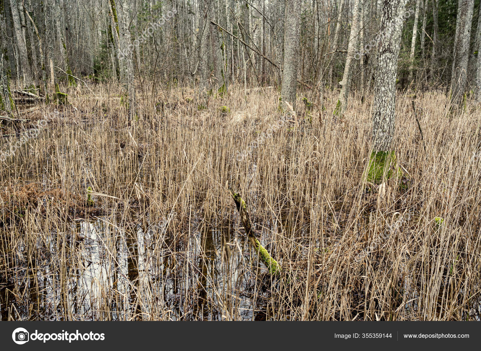 Dirty Lake Trees Dust Water Sunset Autumn — Stock Photo © martinsvanags ...