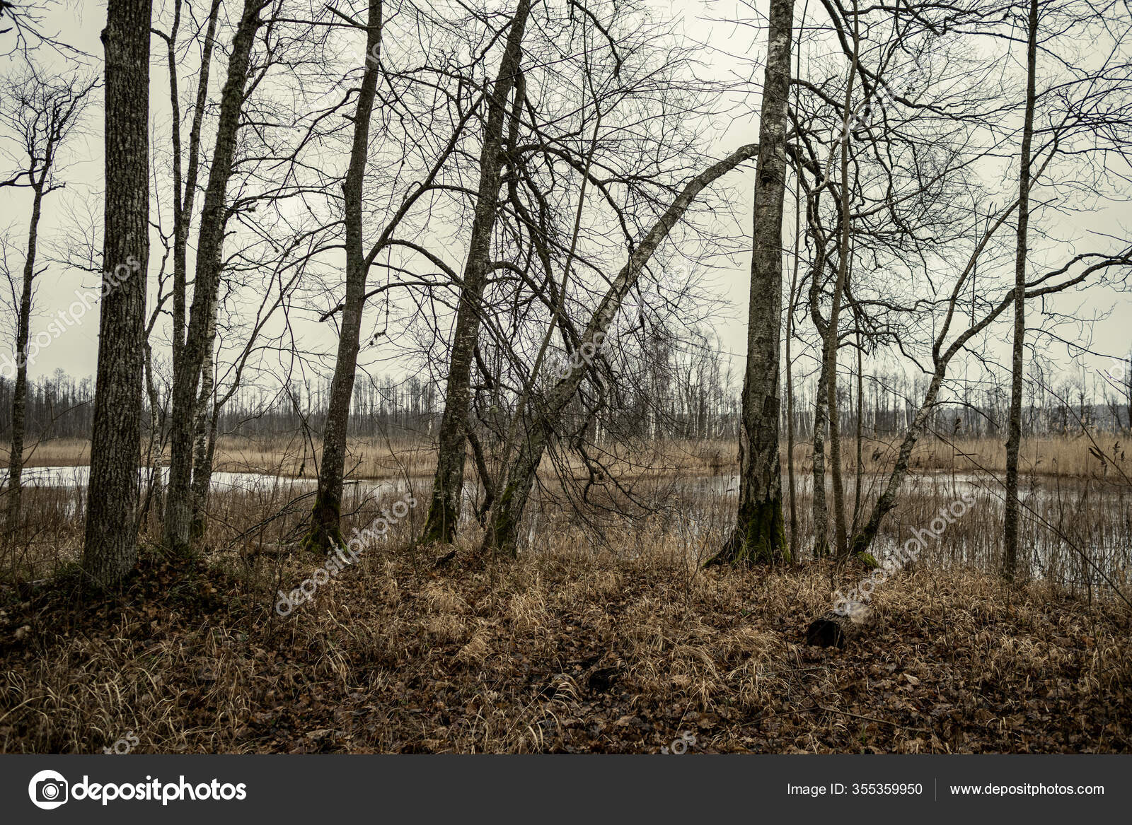 Empty Winter Forest Winter Snow Tree Leaves Park Walkway Latvia — Stock ...