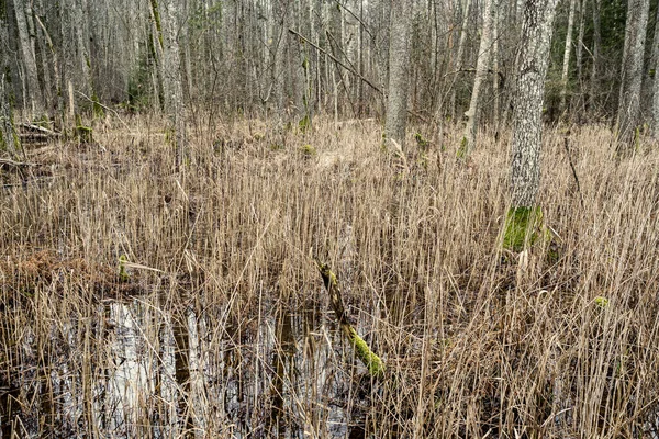 Dirty swamp in the forest Stock Photos, Royalty Free Dirty swamp in the ...