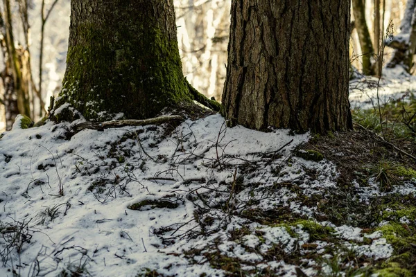 forest with old tree trunks and green vegetation in winter. messy lush ...
