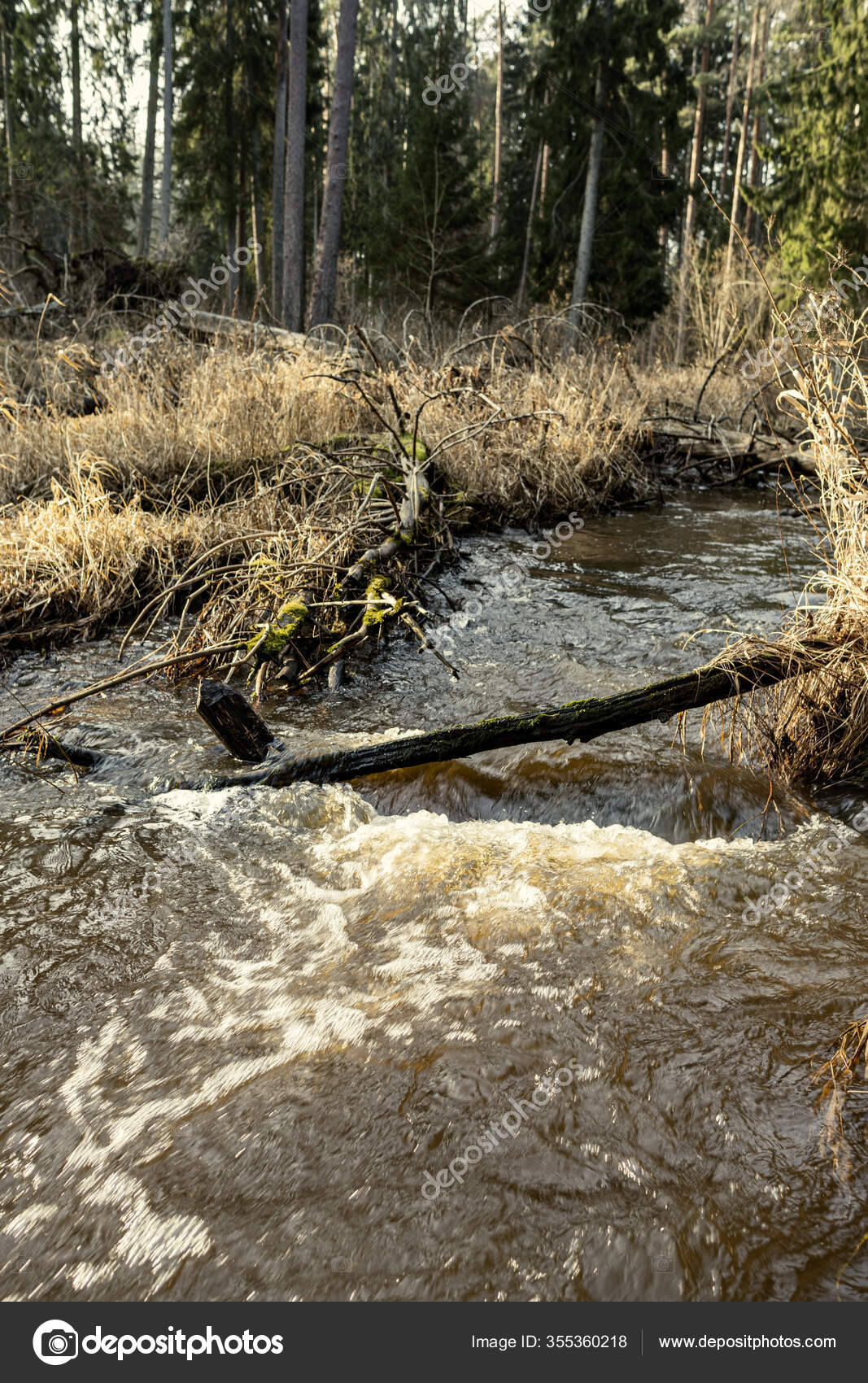 Dirty Waterfall Small River Forest Fast Current Stones Wood Logs ...