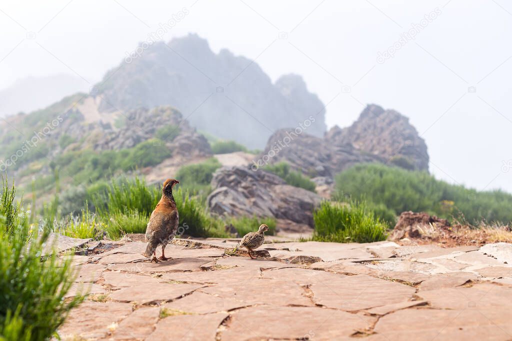 La perdiz de roca Alectoris graeca aves un ave de una familia de ...