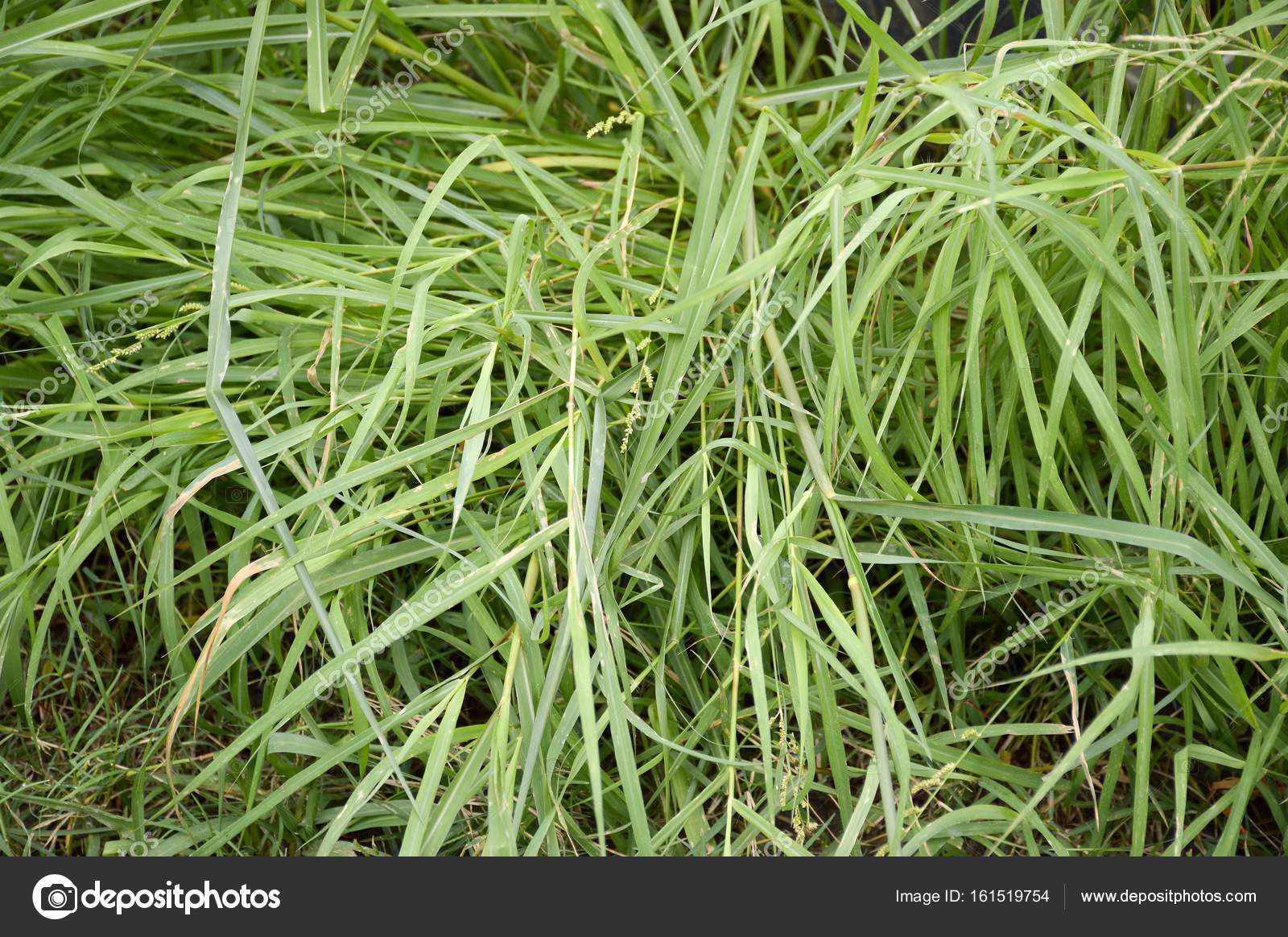 Brachiaria mutica grass ⬇ Stock Photo, Image by © pongsak14 #161519754