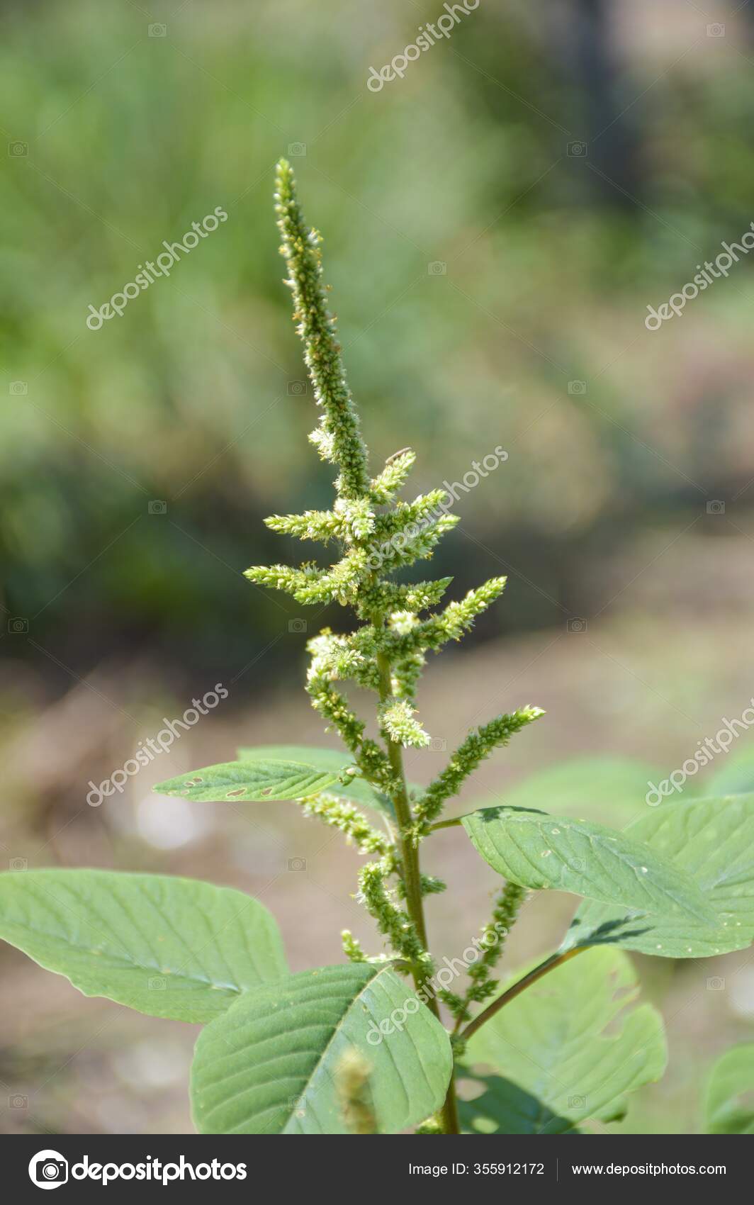 Fresh Green Amaranthus Viridis Tree Nature Garden ⬇ Stock Photo, Image ...