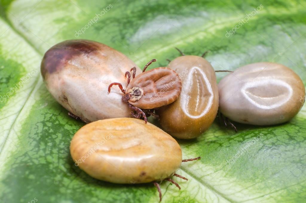 Las garrapatas llenas de sangre se sientan en una hoja verde 2022