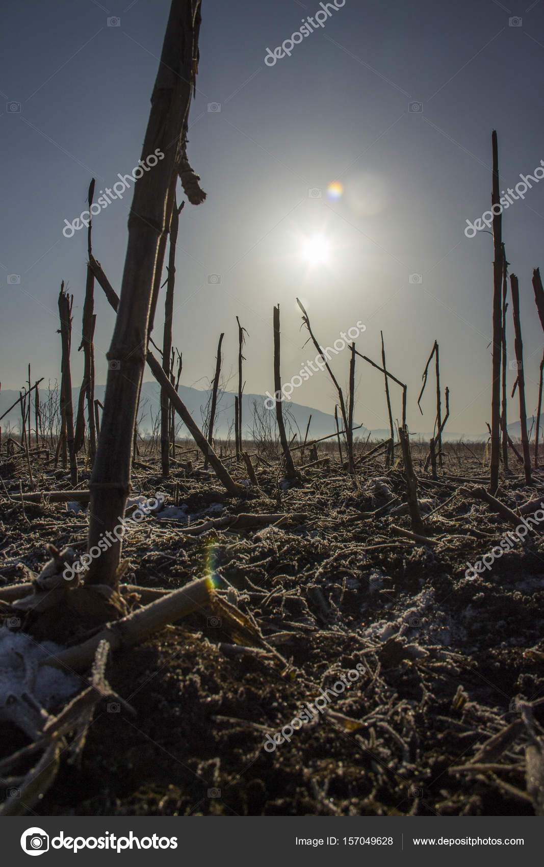 Frozen corn field Stock Photo by ©alxbaev@gmail.com 157049628