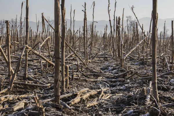 Frozen corn field Stock Photo by ©alxbaev@gmail.com 157049628