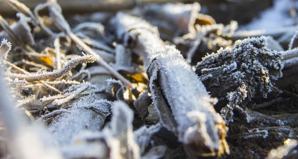 Frozen corn field Stock Photo by ©alxbaev@gmail.com 157049628