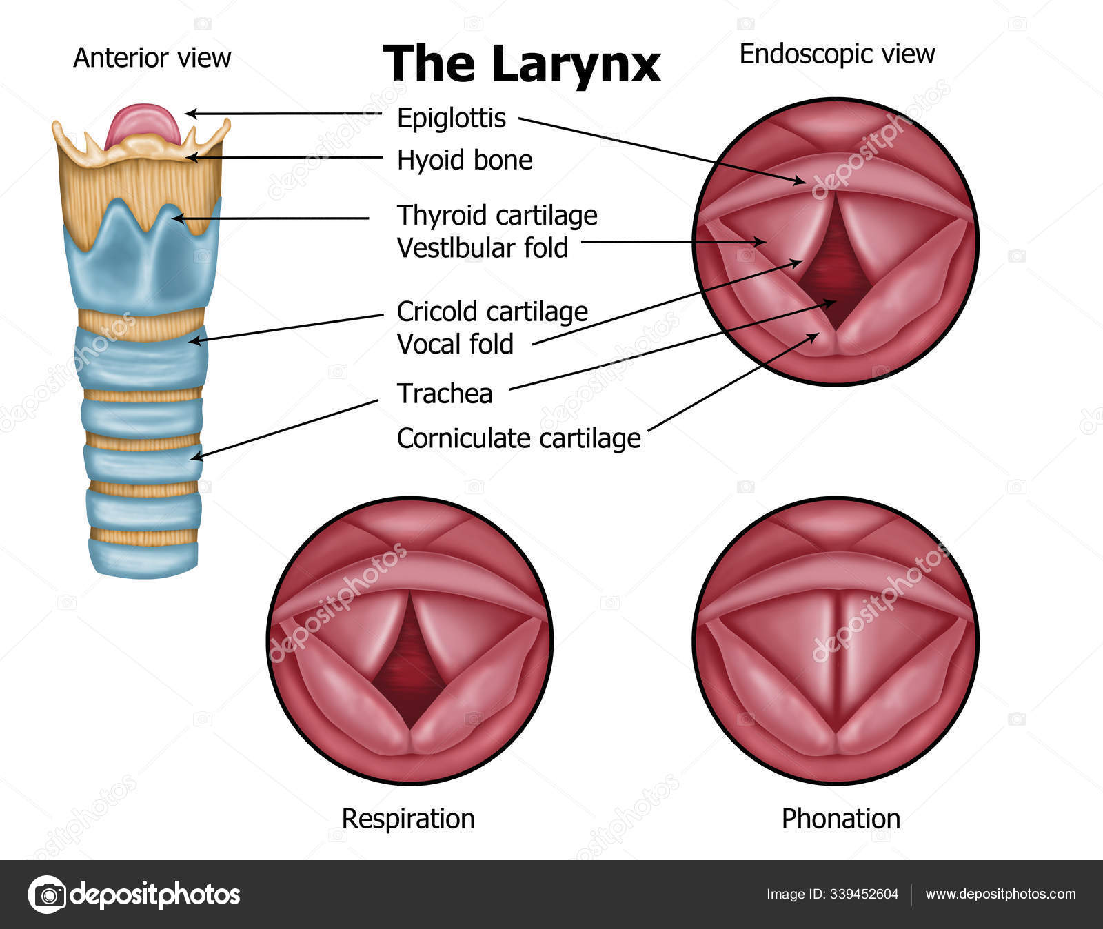 Illustration Human Anatomy Larynx Stock Photo by ©vishmaya88@gmail.com ...