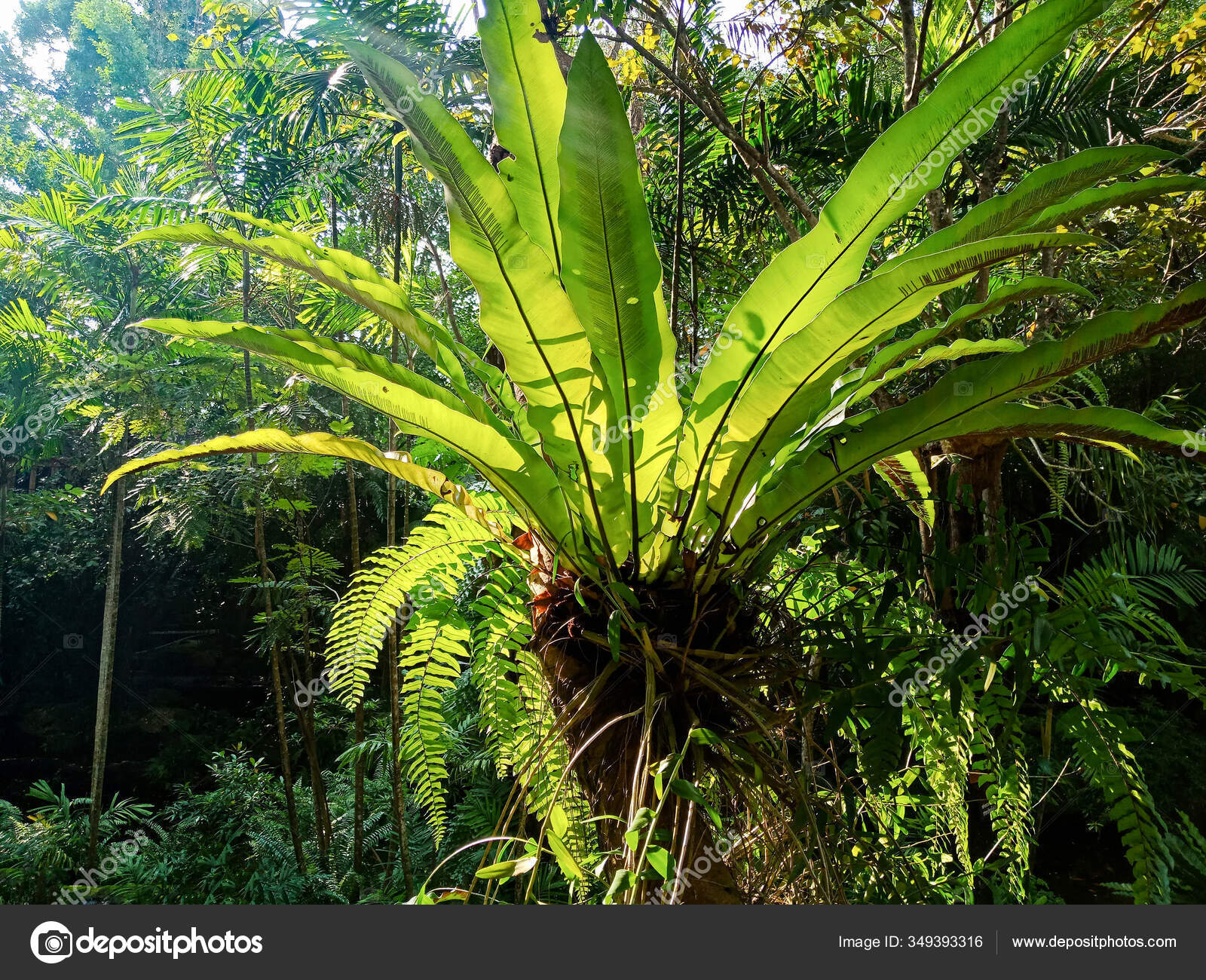 Asplenium Nidus Bird's Nest Fern Background Stock Photo by ©jiaking1 ...
