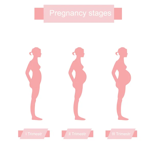 Pregnancy Stages Vector Art Stock Images Depositphotos