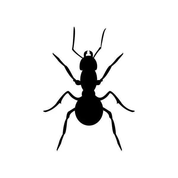 Black springtail Stock Photos, Royalty Free Black springtail Images ...