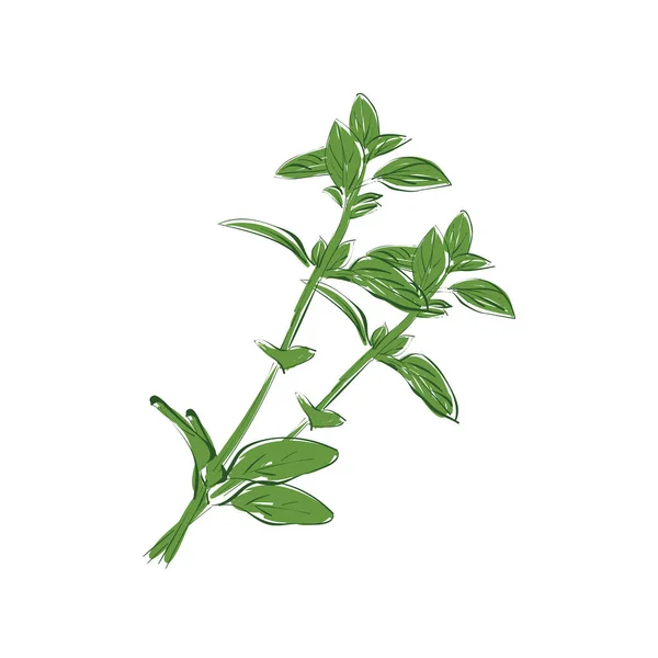 12,106,131 imágenes de Lemon verbena png libres de derechos | Depositphotos