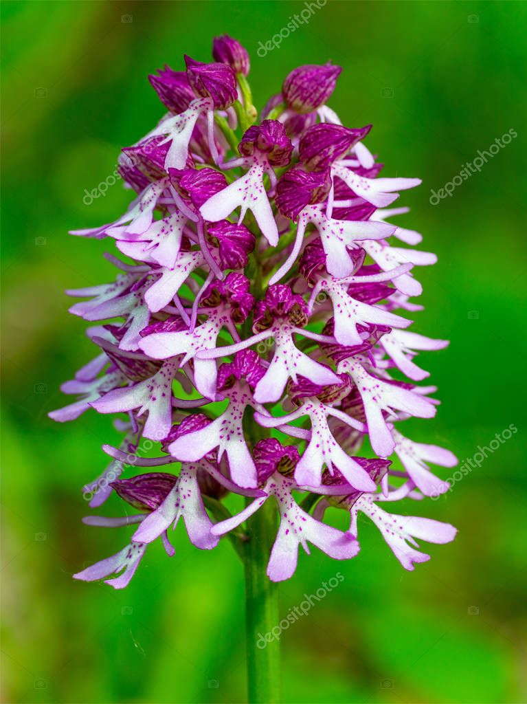 Beautiful flowering medicinal plant Orchis monkey close-up — Stock ...