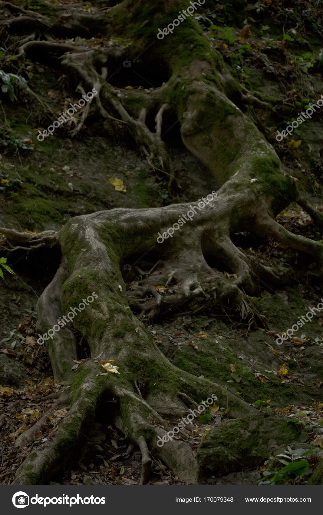 The eerie winding at the rock the root of the tree — Stock Photo ...
