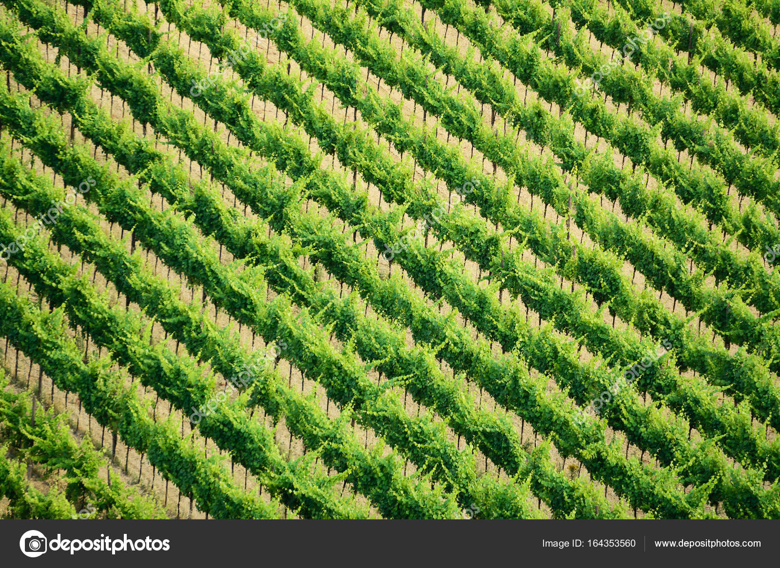 Vineyard rows in summer — Stock Photo © adamico #164353560