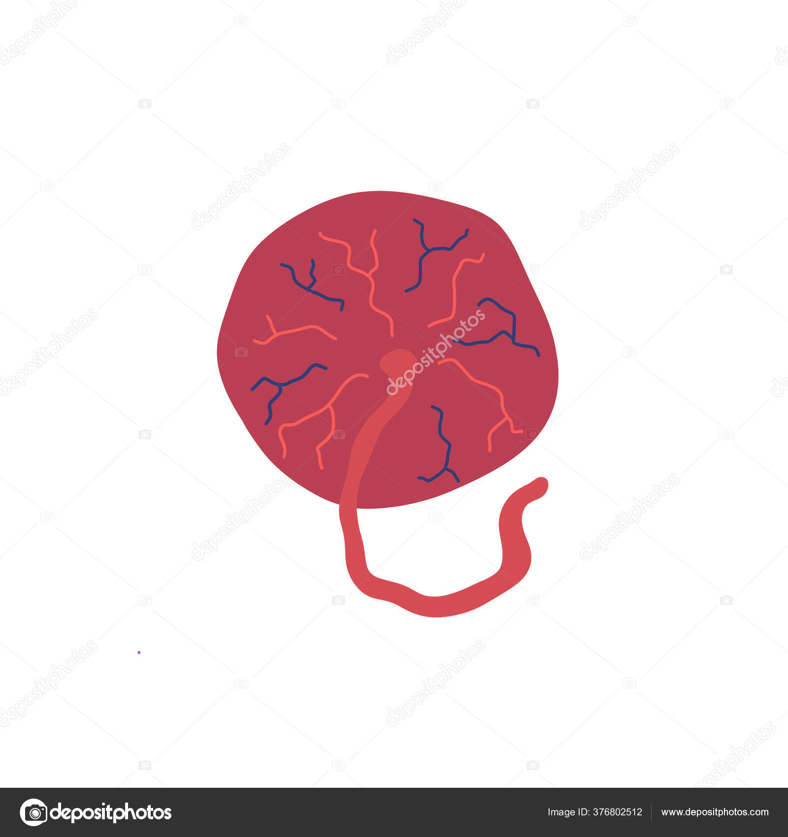 Placenta Doodle Icon Vector Color Illustration — 스톡 벡터 © pani_chernous ...
