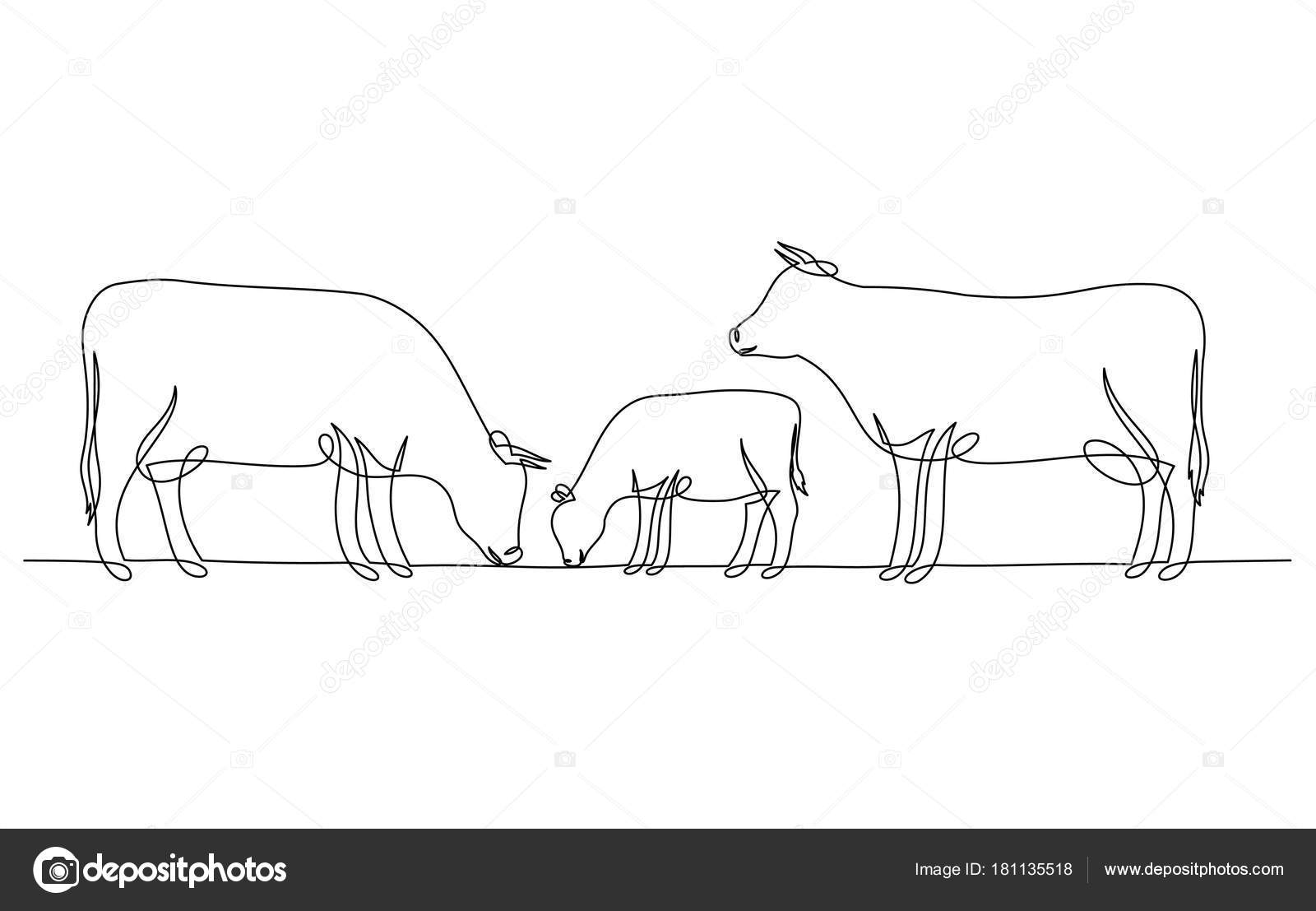 Cow Line Art - All About Cow Photos