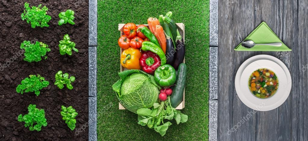 Food from farm to table: plants growing in the garden Stock Photo by ...