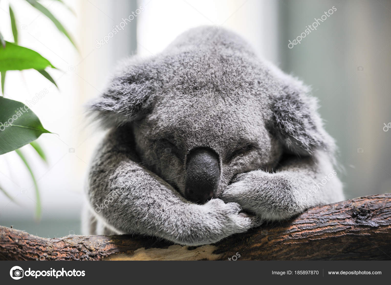 Koalas Sleeping