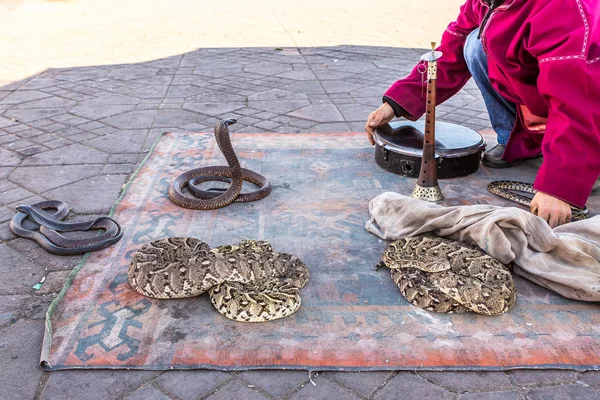 Marrakesh Morocco Africa Domestic Snakes Jemaa Fna Square Stock Photo ...