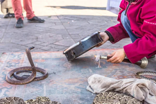 Marrakesh Morocco Africa Domestic Snakes Jemaa Fna Square Stock Photo ...