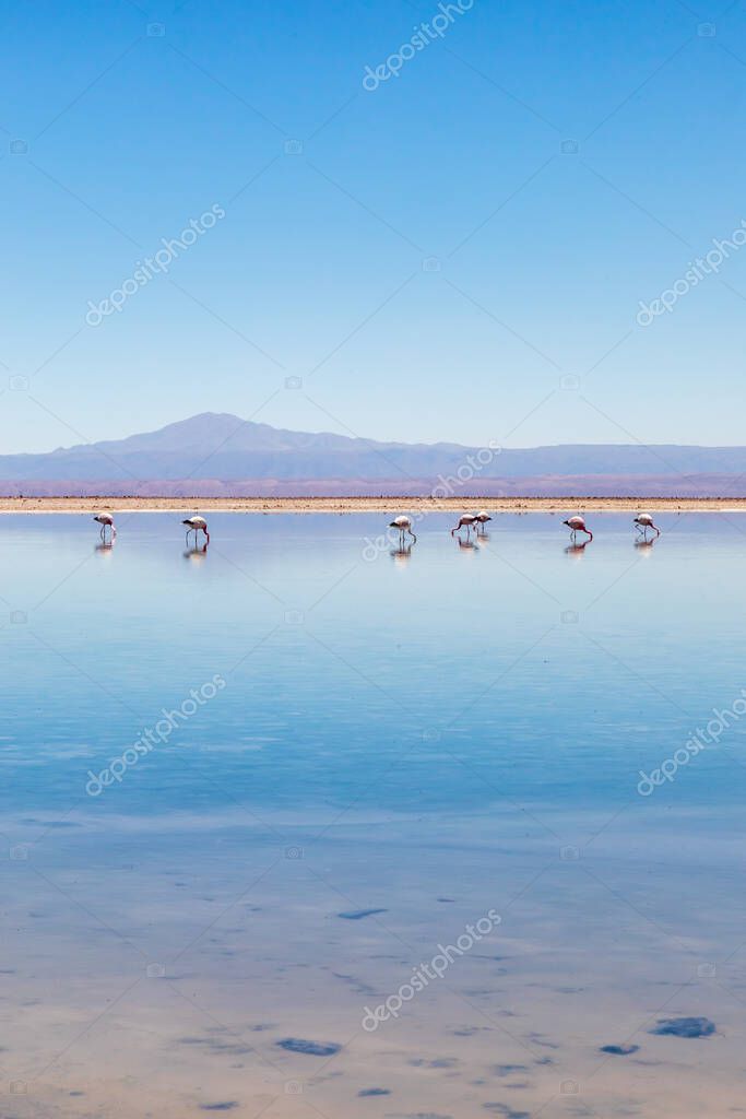 Laguna Chaxa, desierto de Atacama, Chile. América del Sur. 2022