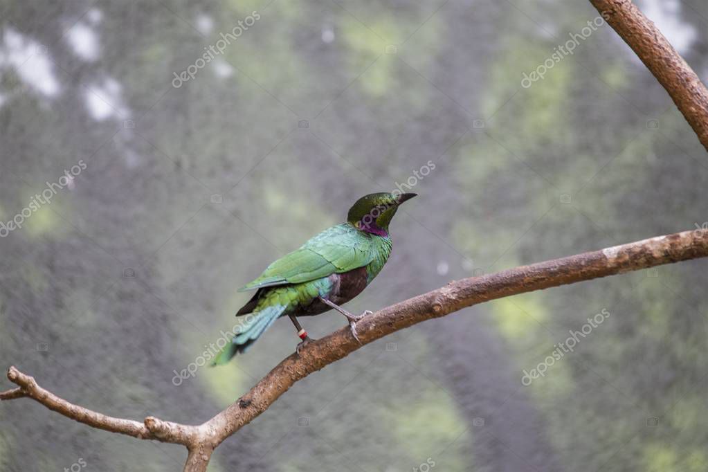 Emerald Starling spotted outdoors in the
