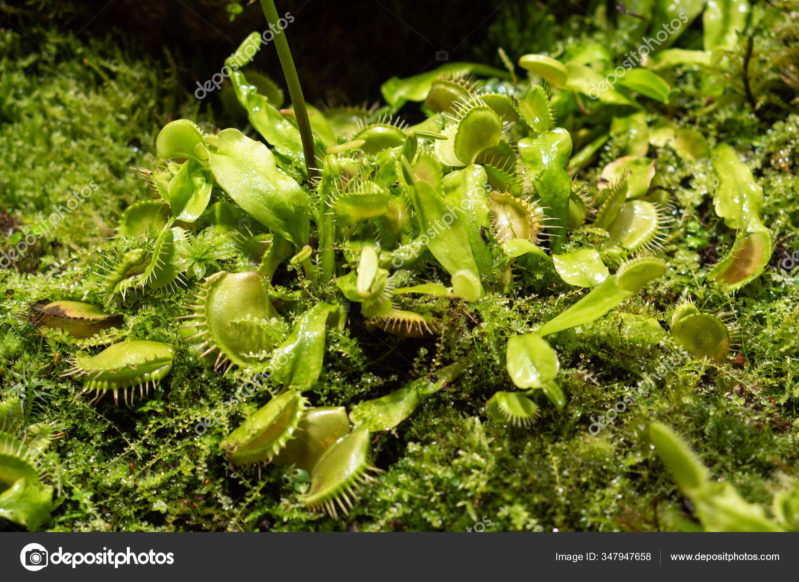 Tropical Rainforest Venus Fly Trap
