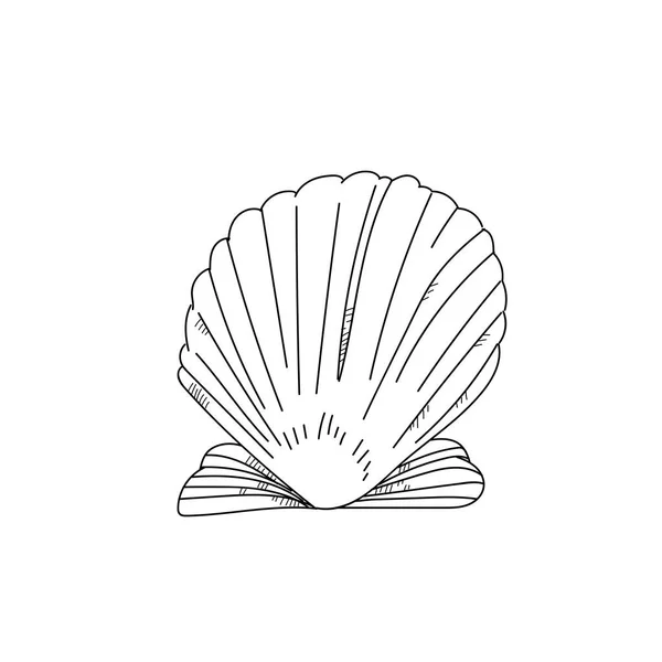 Scallop sea shell — Stock Vector © macrovector #36036991