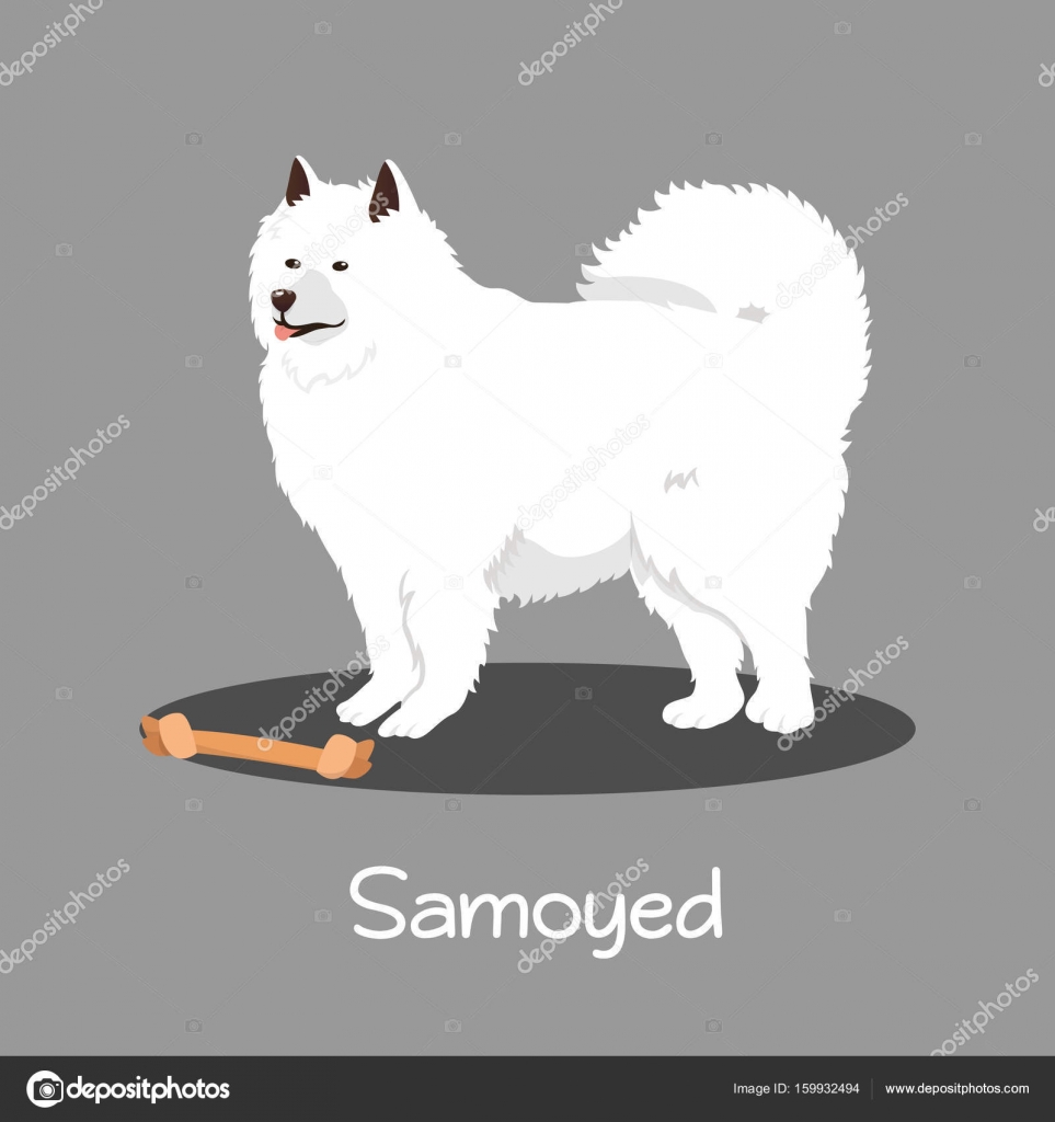 An illustration depicting Samoyed dog cartoon.vector Stock Vector Image ...