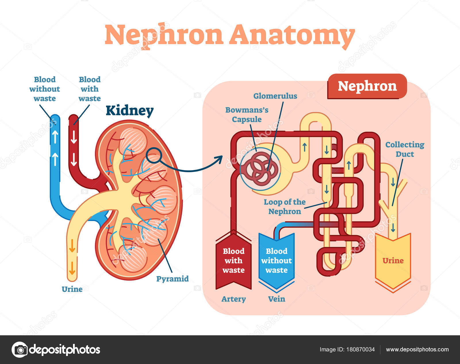 Diagrama De Nefron Humano