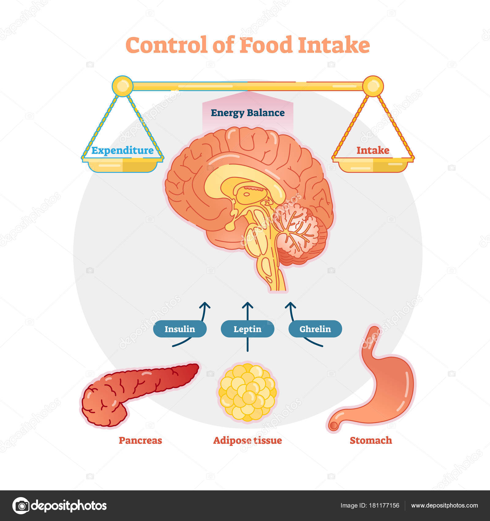 Diagrama vectorial de control de ingesta de alimentos ilustración ...