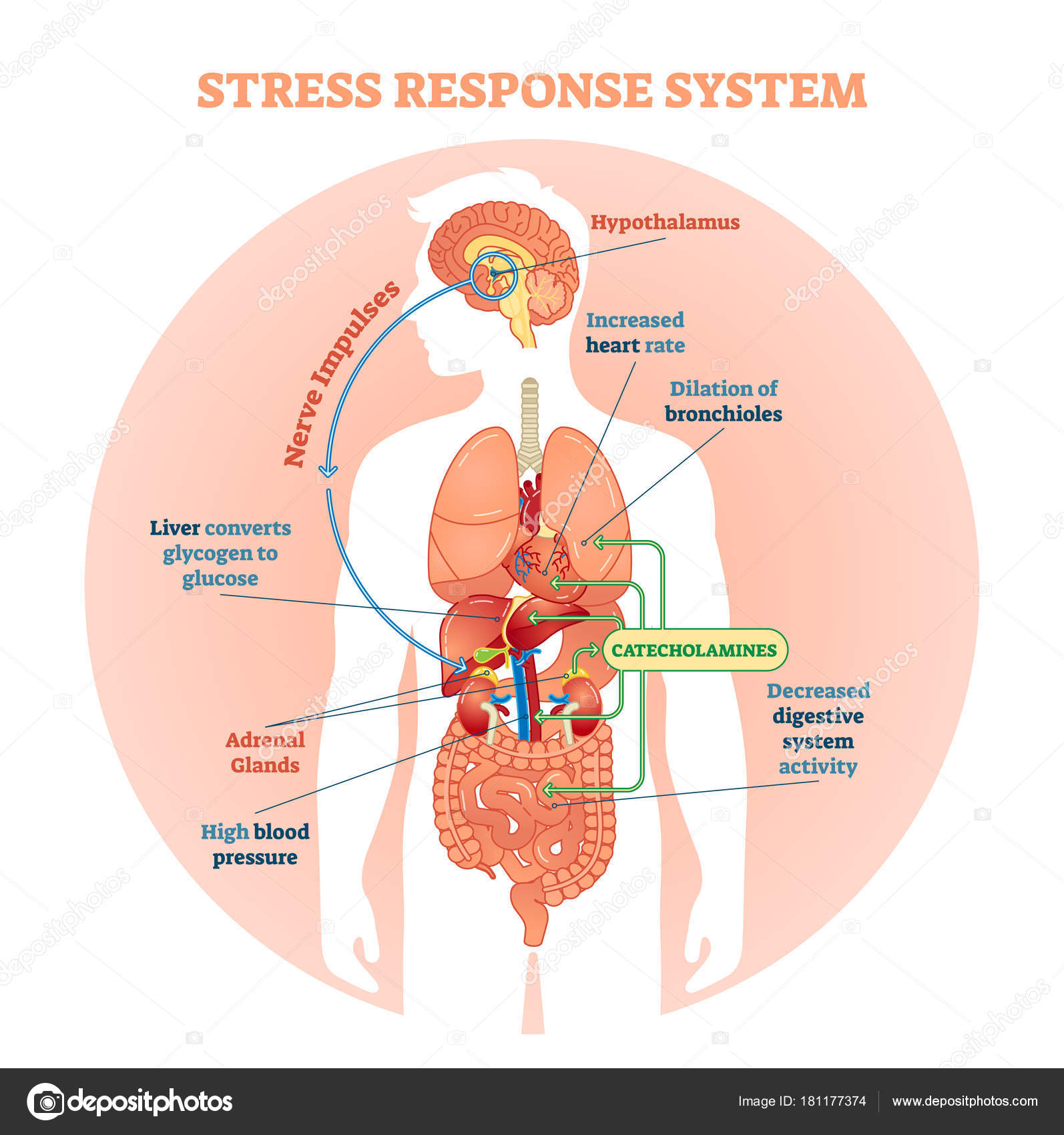 Stress response system vector illustration diagram Stock Vector Image ... Stress response system vector illustration diagram Stock Vector Image ...
