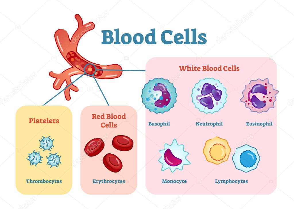 Diagrama de ilustraci n del vector plano de c lulas sangu neas 2024
