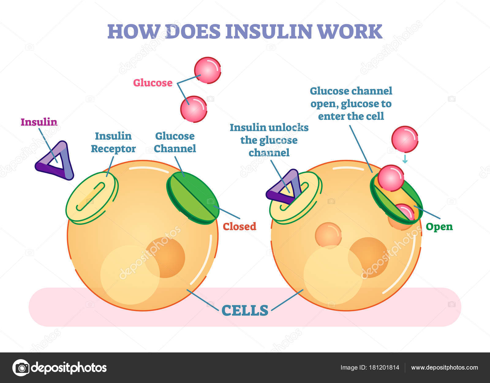 How does insulin work, illustrated vector diagram. Stock Vector Image ...