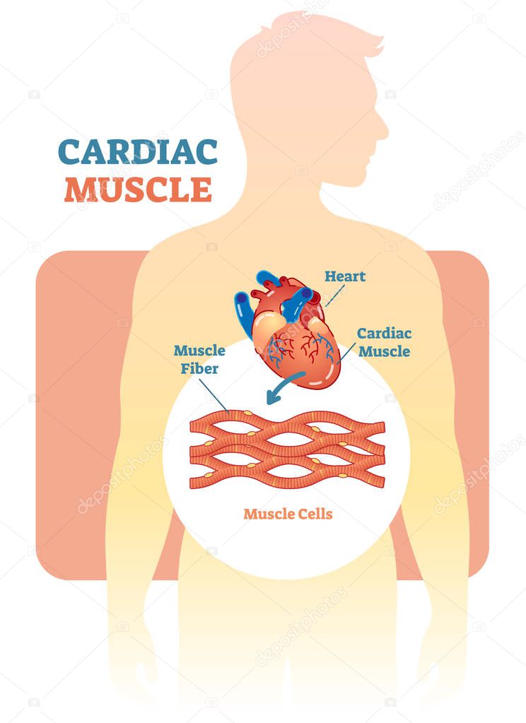 Diagrama de ilustración del vector muscular cardíaco, esquema anatómico ...