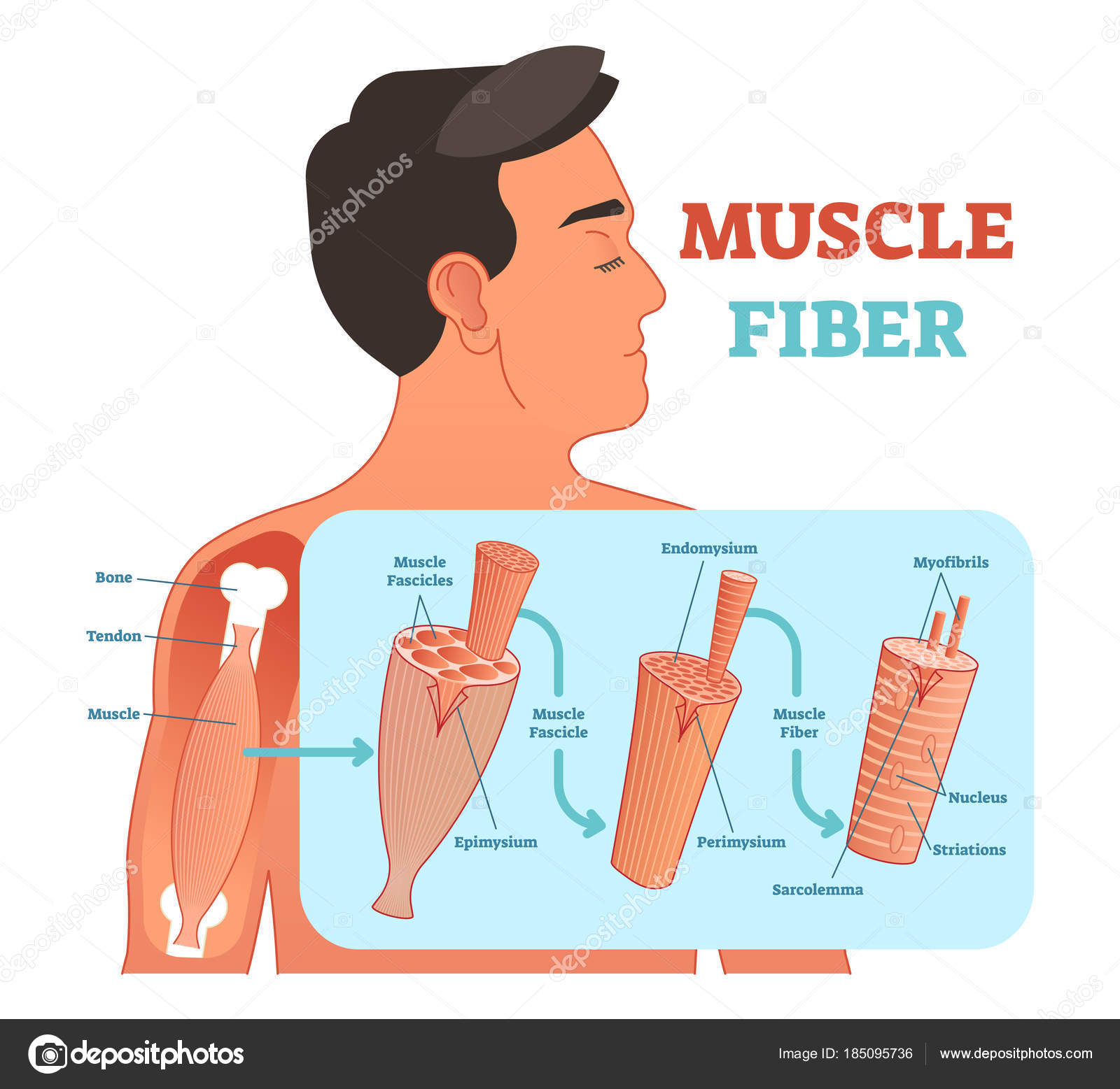 Muscle fiber anatomical vector illustration, medical education ...