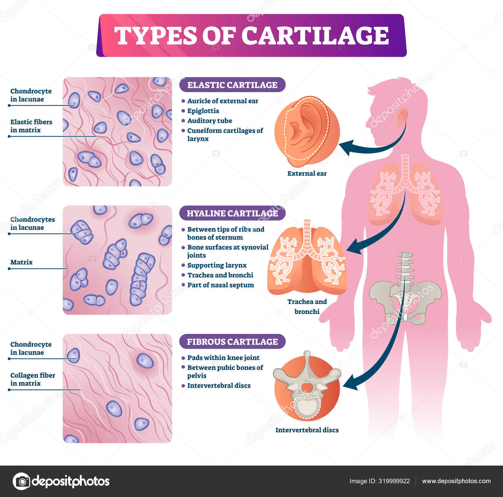 Cartilage Tissue Diagram