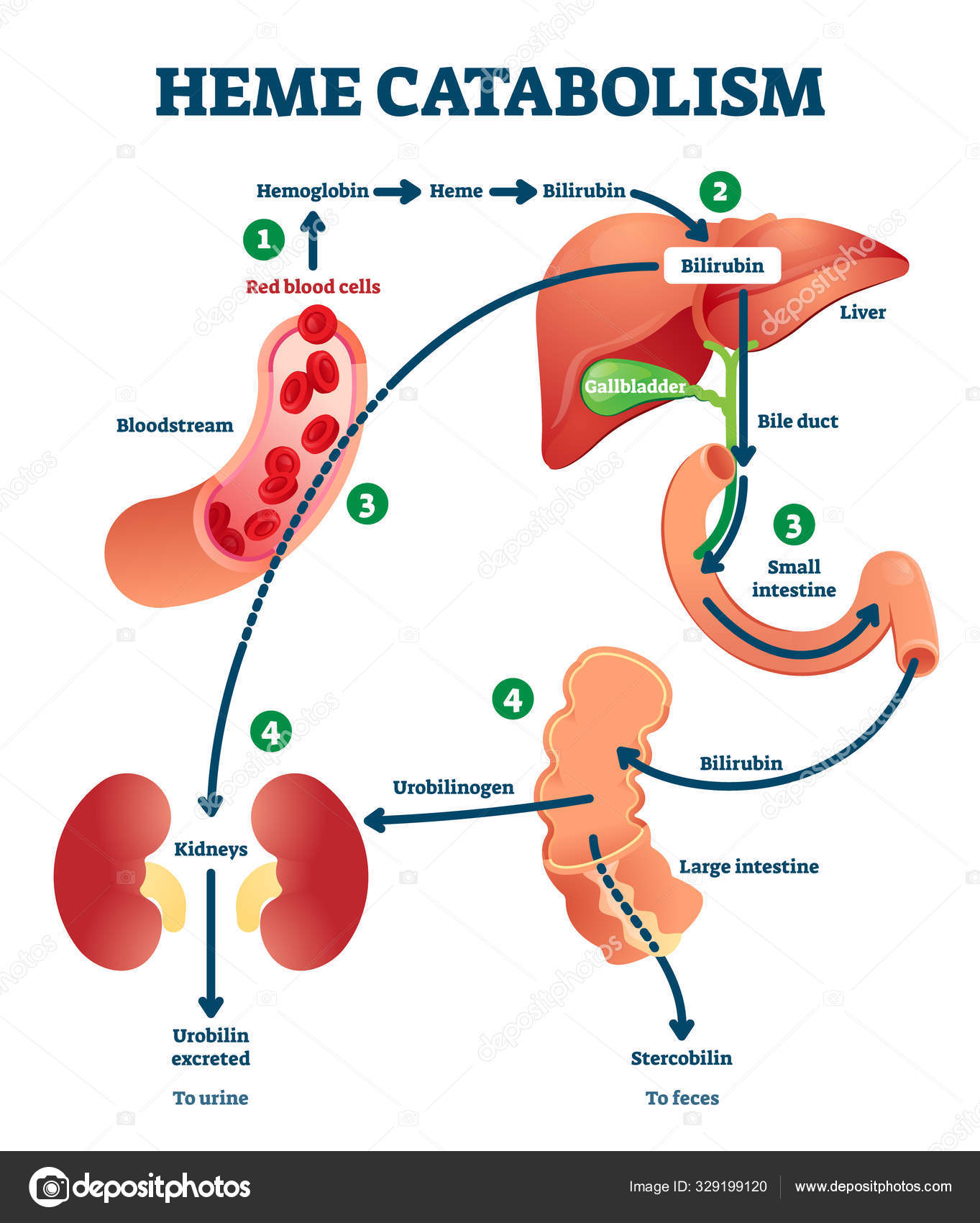 Illustrazione del vettore del catabolismo eme. Schema di reazione ...