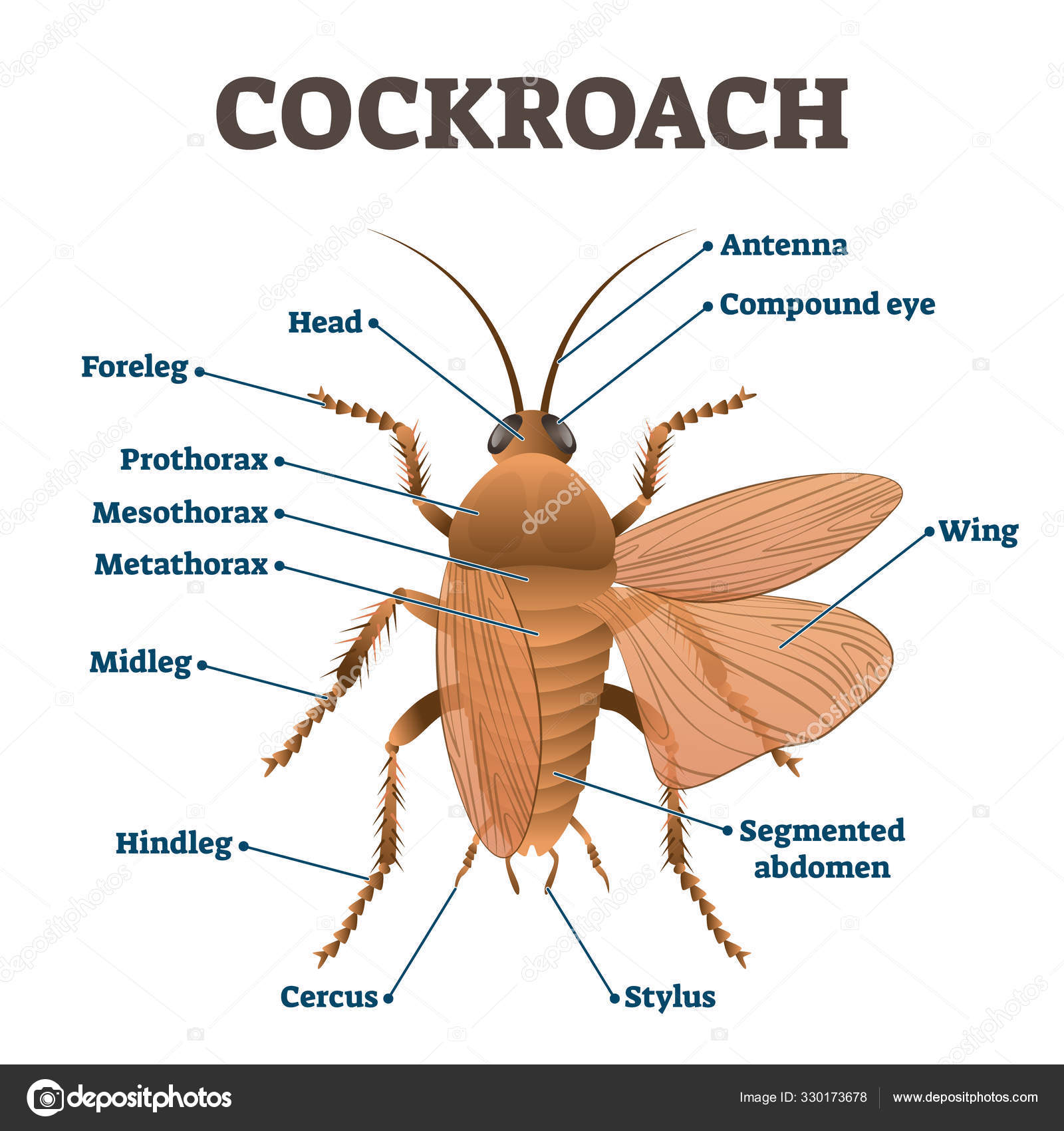 Diagrama De Partes Del Cuerpo De Un Insecto Insectos Y La Luz: