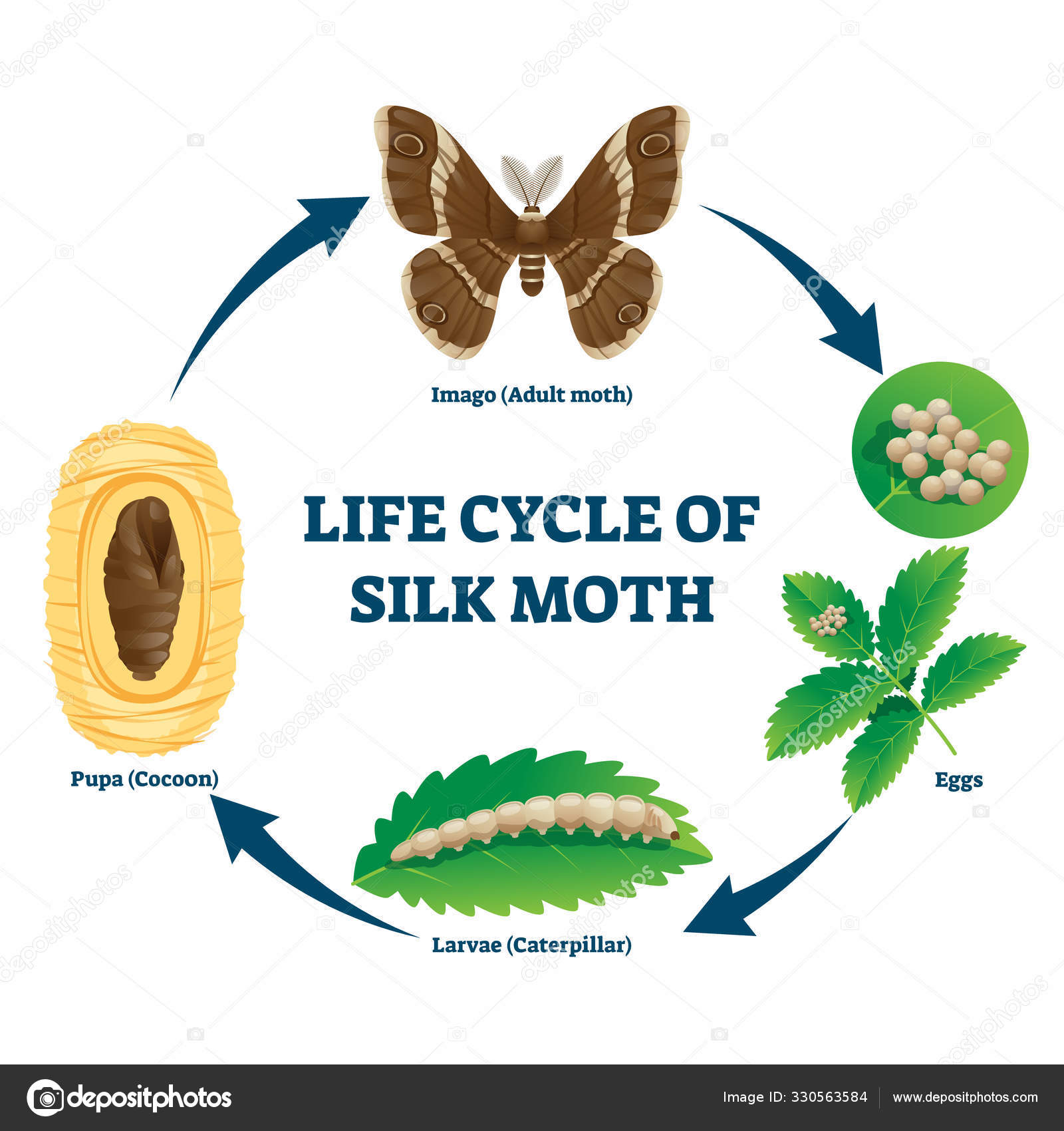 Different Stages Of Silk Production