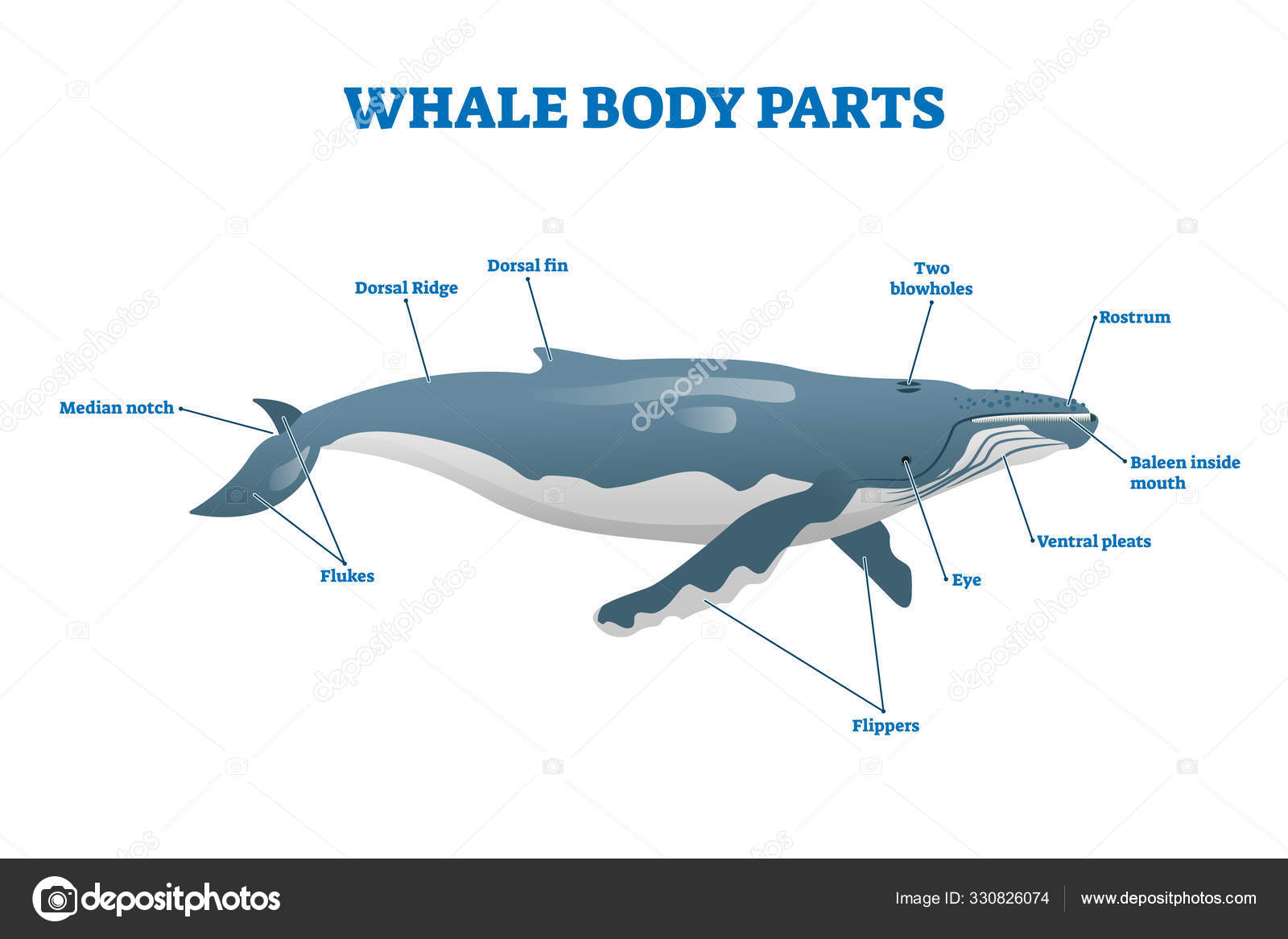 Whale body parts vector illustration. Labeled educational mammal ...