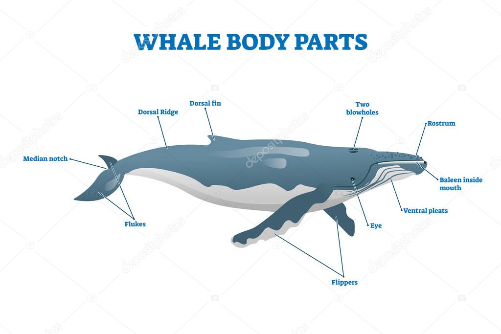 Cuerpo de ballena partes vector ilustración. Estructura de mamíferos ...