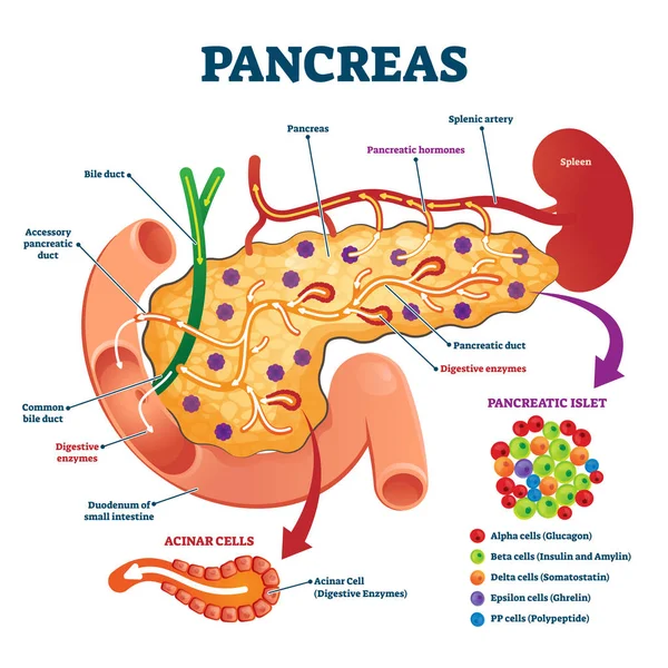 Pancreas anatomical cross section model, vector illustration medical ...