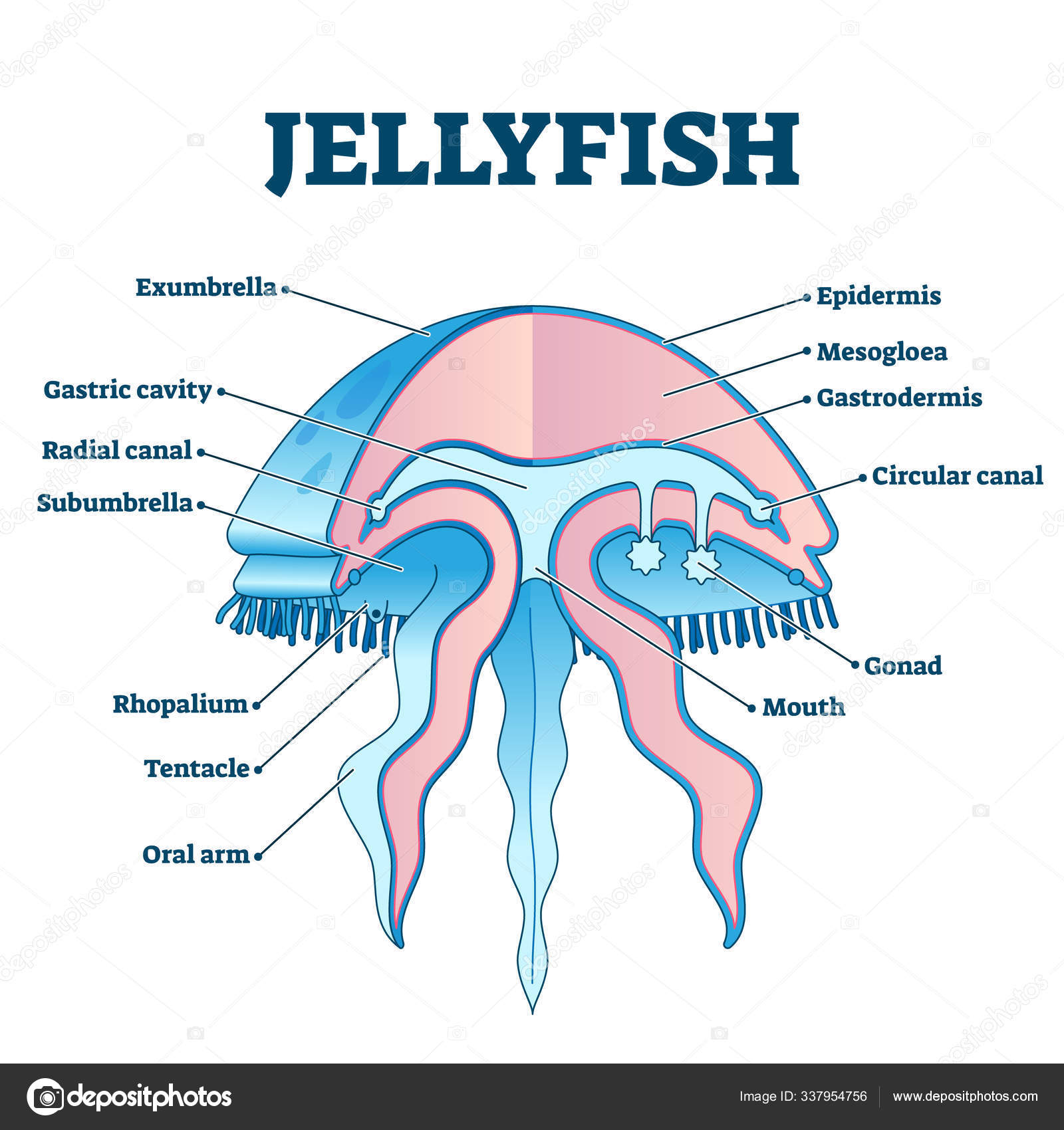 Dissection Of Jellyfish Parts Labeled