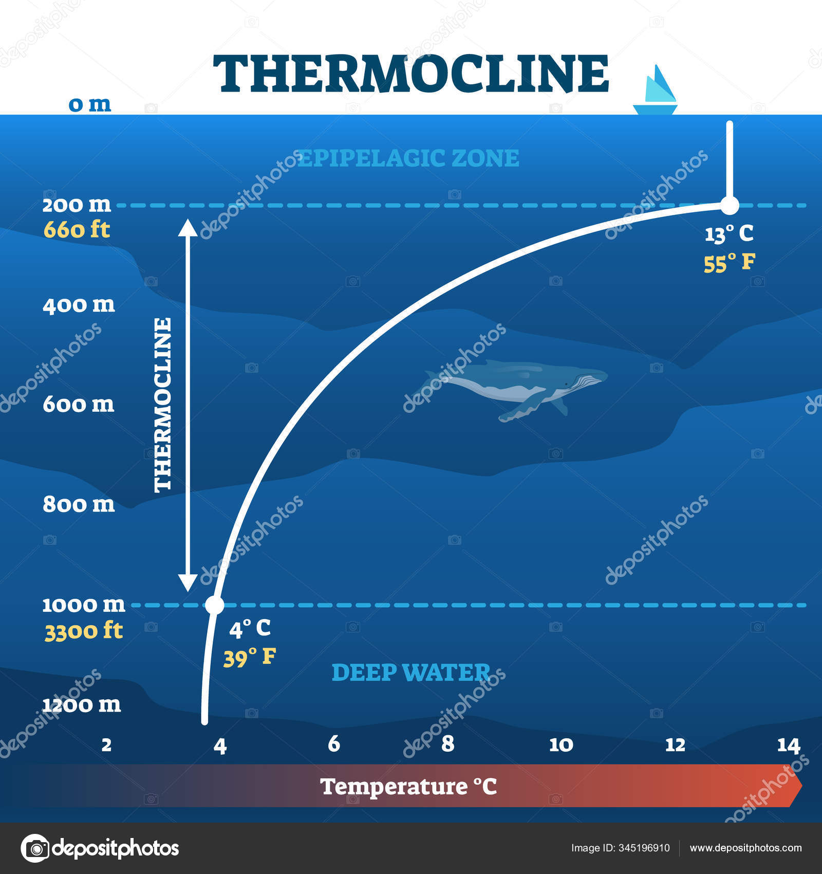 Diagrama De Zona Pelágica