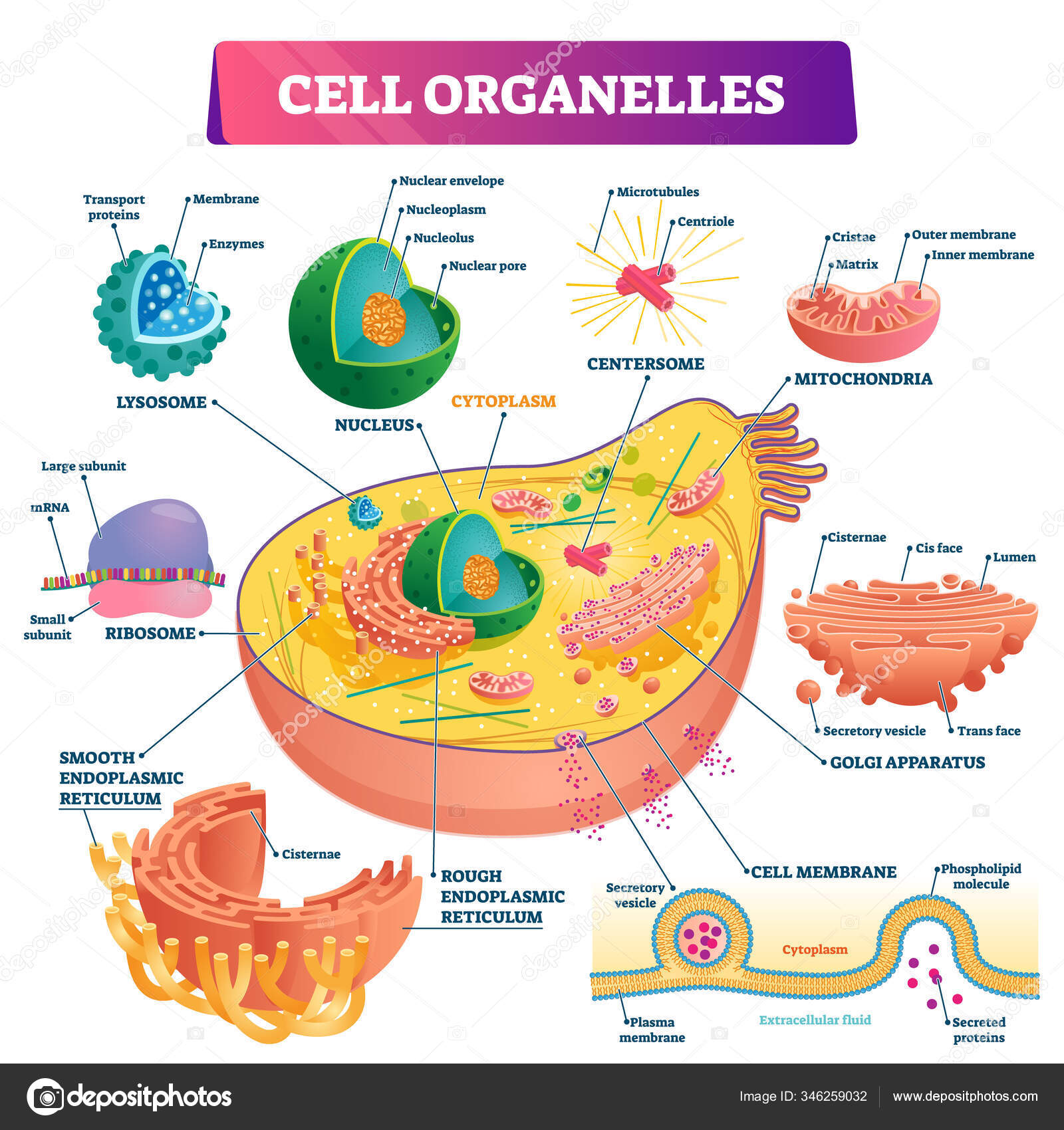 Diagram gambar vektor biologis organel sel Vektor Stok oleh ©VectorMine ...