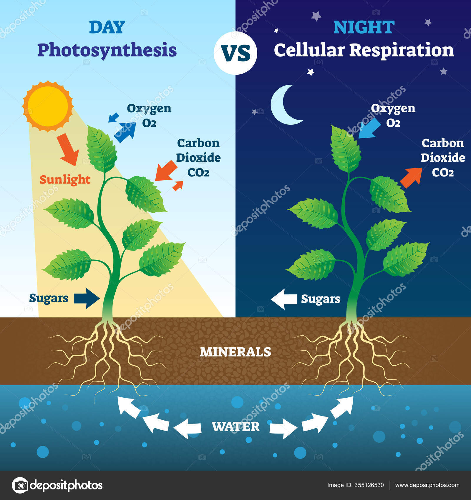 42 photosynthesis and cellular respiration comparison worksheet ... 42 photosynthesis and cellular respiration comparison worksheet ...