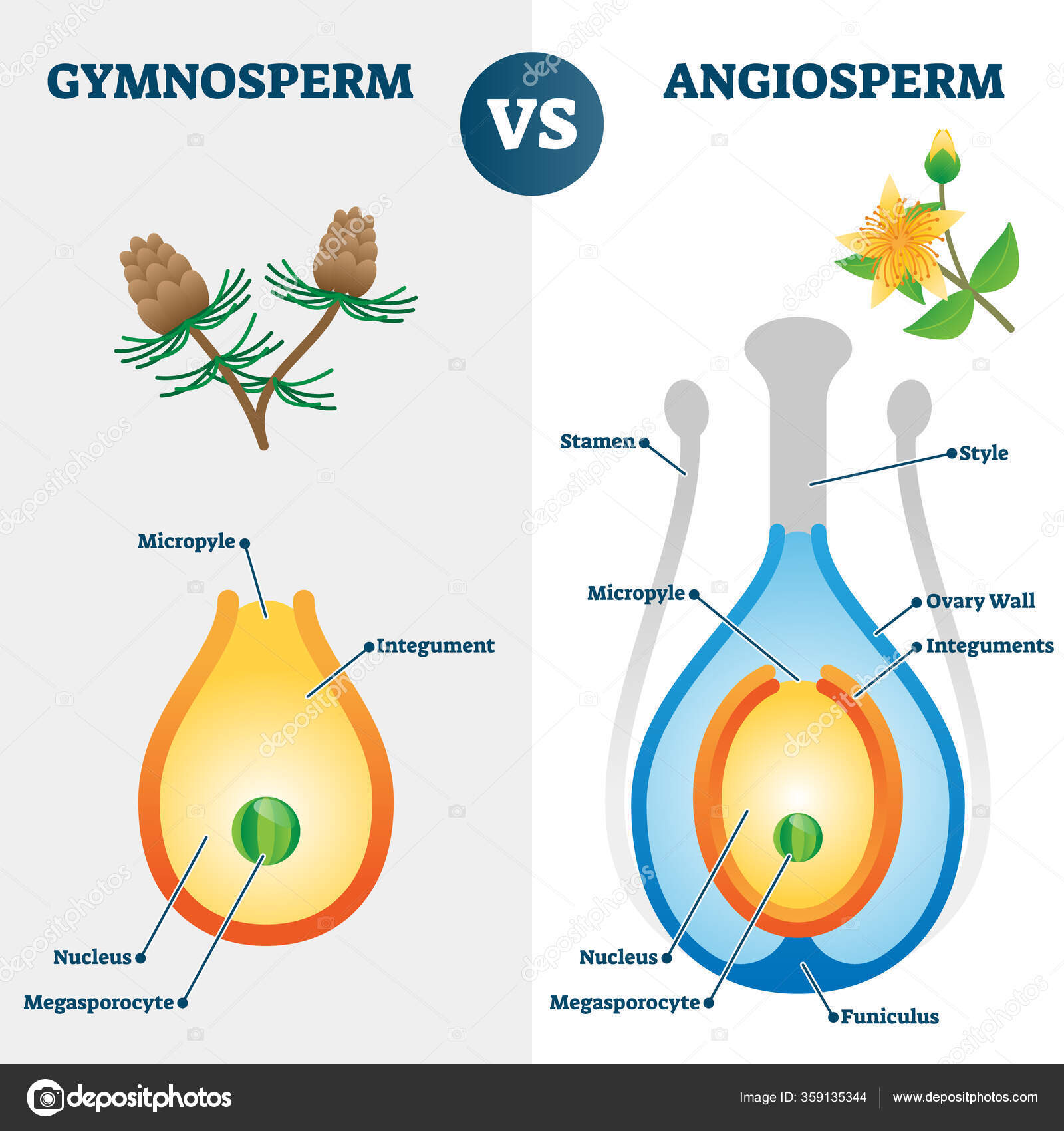 Angiosperm Diagram SparkNotes: Plant Classification: Tracheophytes